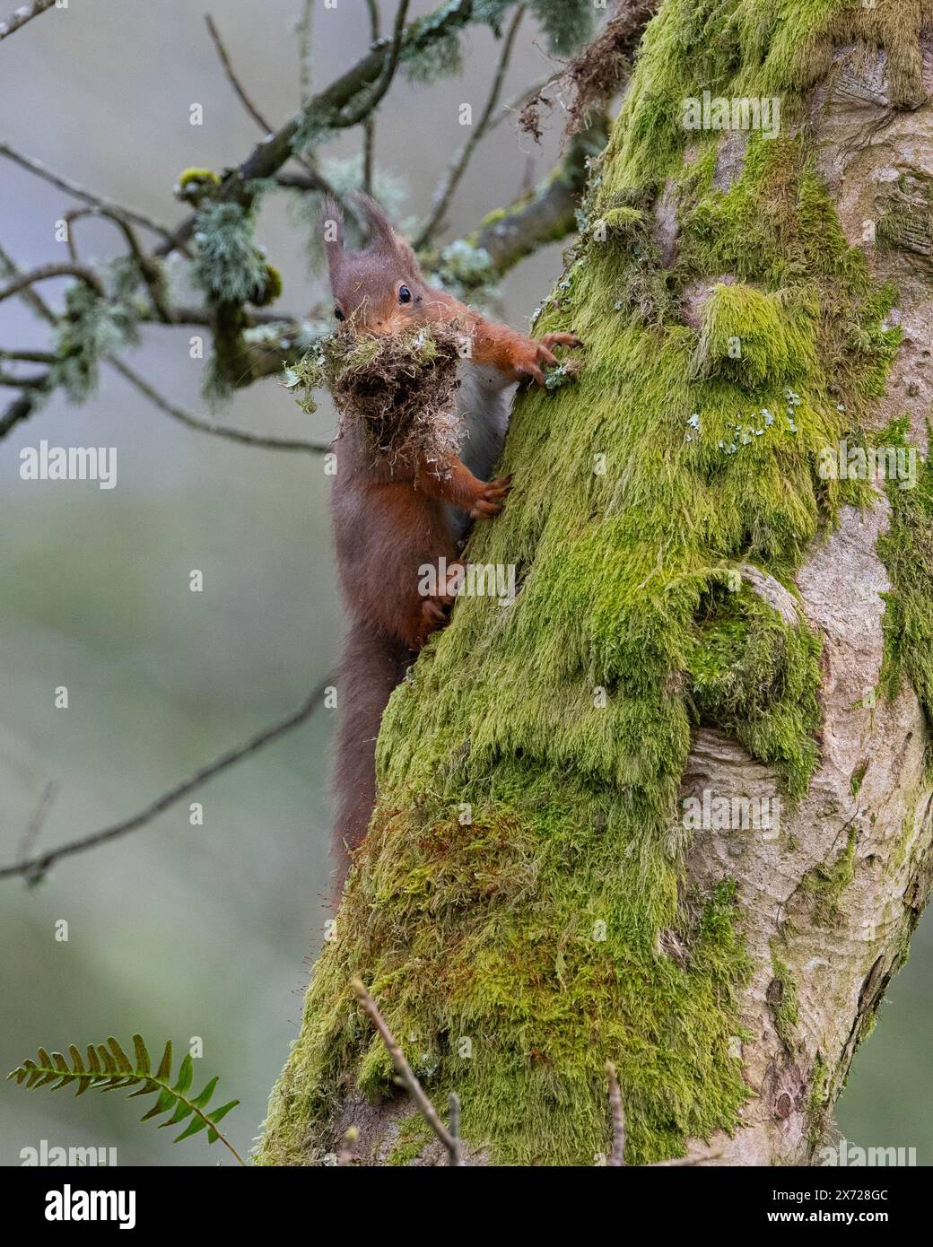 Red Squirrel (Sciurus vulgaris) collecting nesting material in the Lake ...