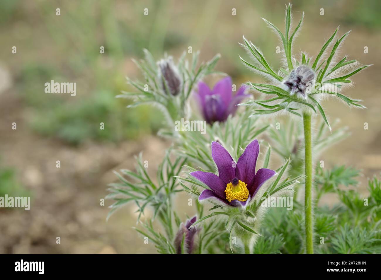 Purple pasque flower (Genus Pulsatilla). Space for your text Stock ...