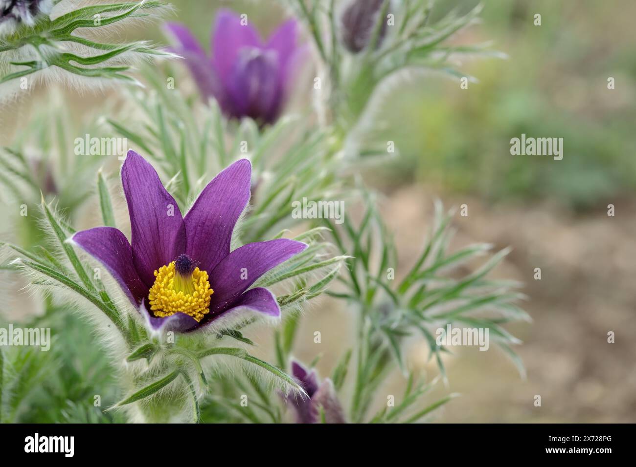 Purple pasque flower (Genus Pulsatilla). Space for your text Stock ...