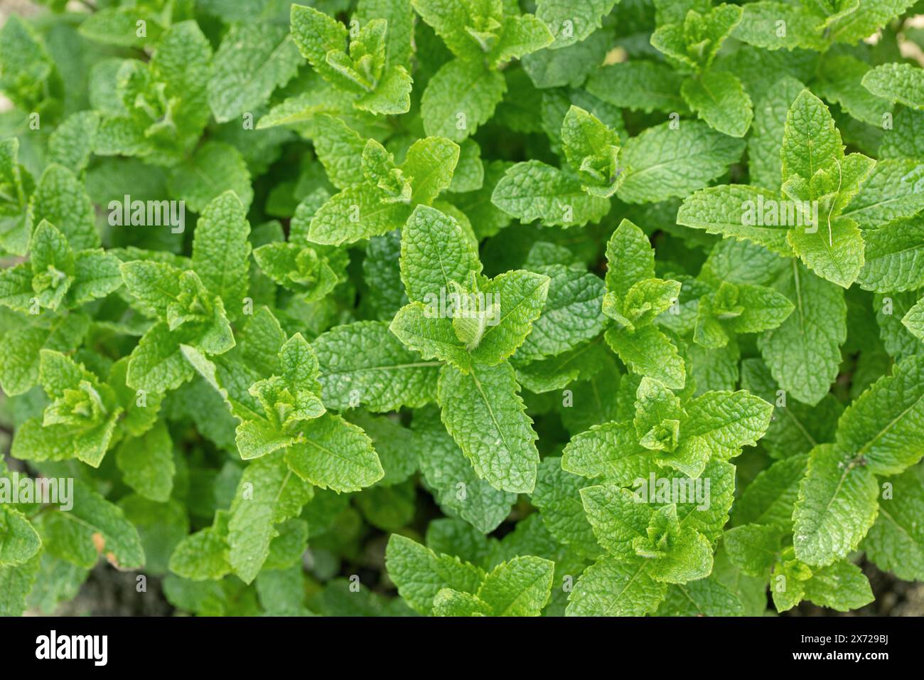 Moroccan mint. Young light-green shoots Stock Photo - Alamy