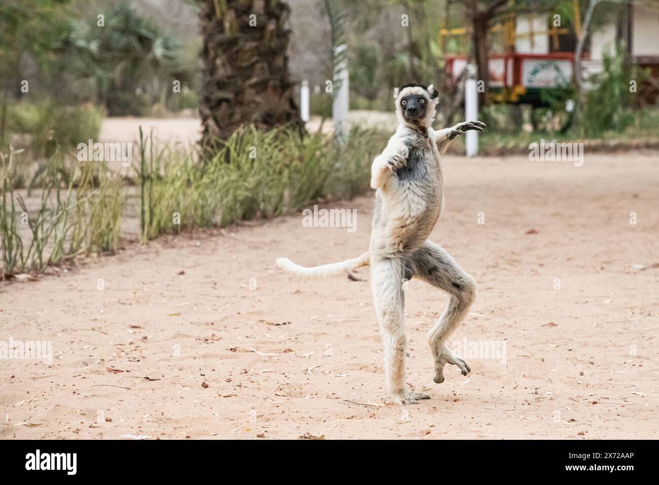 Verreaux's White sifaka with dark head on Madagascar island fauna. cute ...