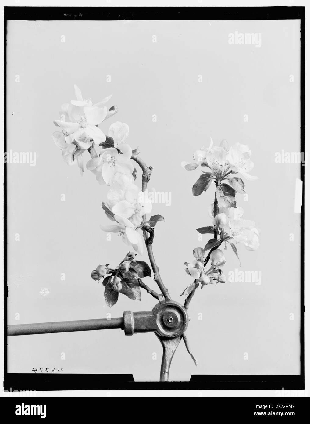 Leaves from spring flowers Black and White Stock Photos & Images - Alamy