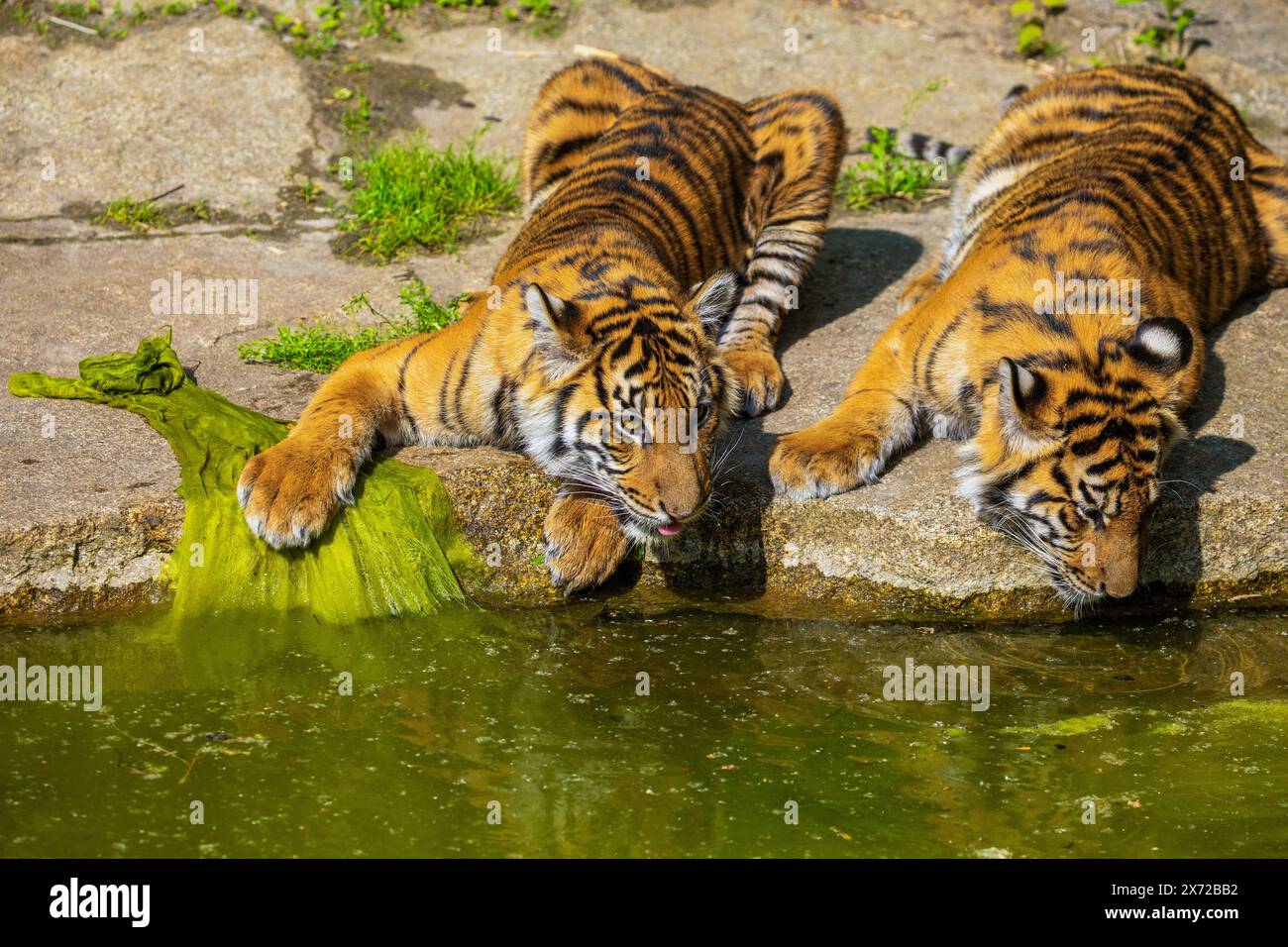 young cheerful tiger cubs frolic and play near the pond. bright sunny ...