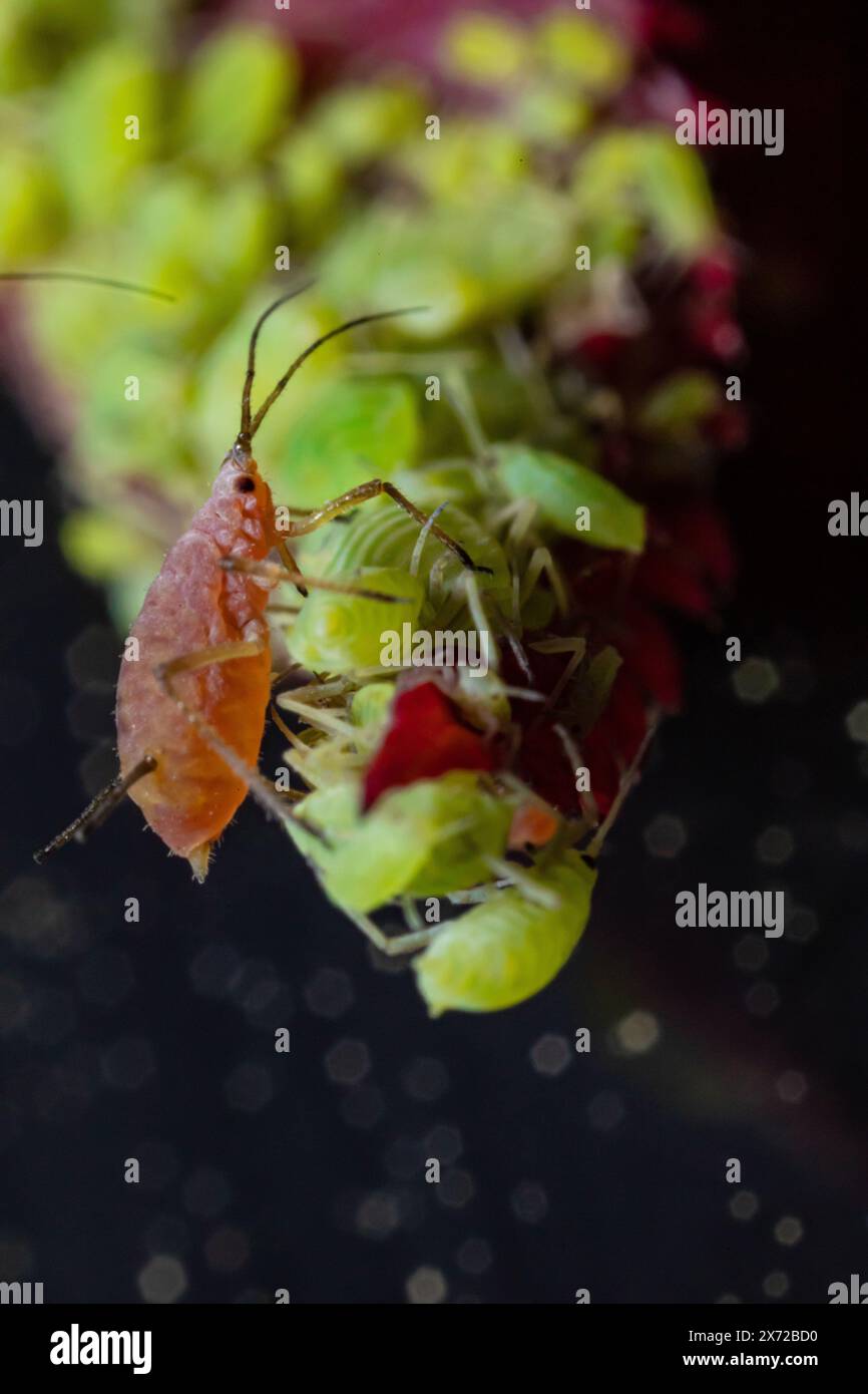 aphid insect living in garden on roses and bushes in summer. extra mega ...