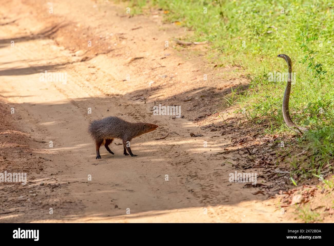 Asian mongoose fights with an aggressive cobra in the wild, natural ...
