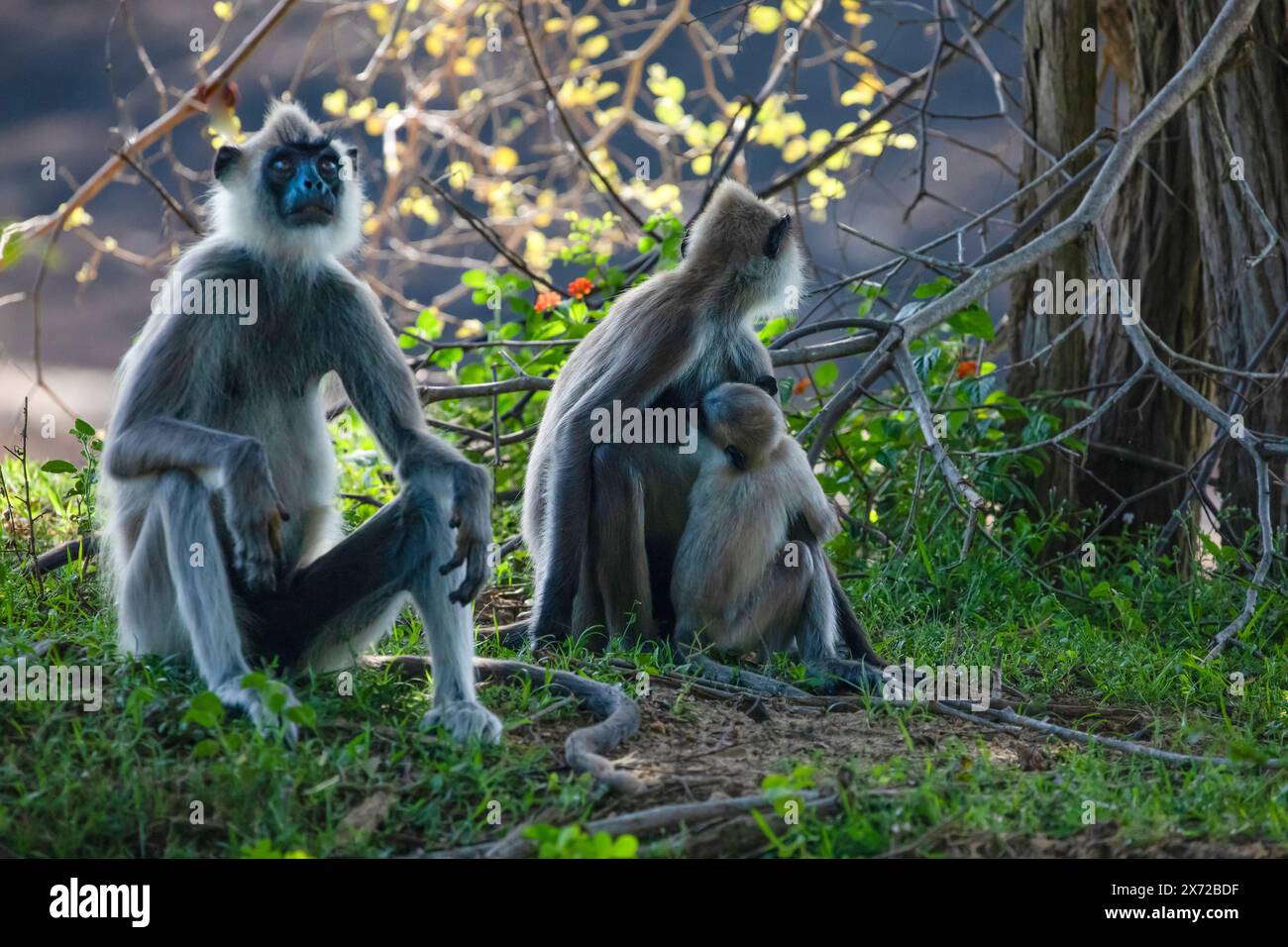 Small group of black faced grey langur monkeys in Yala National Park ...