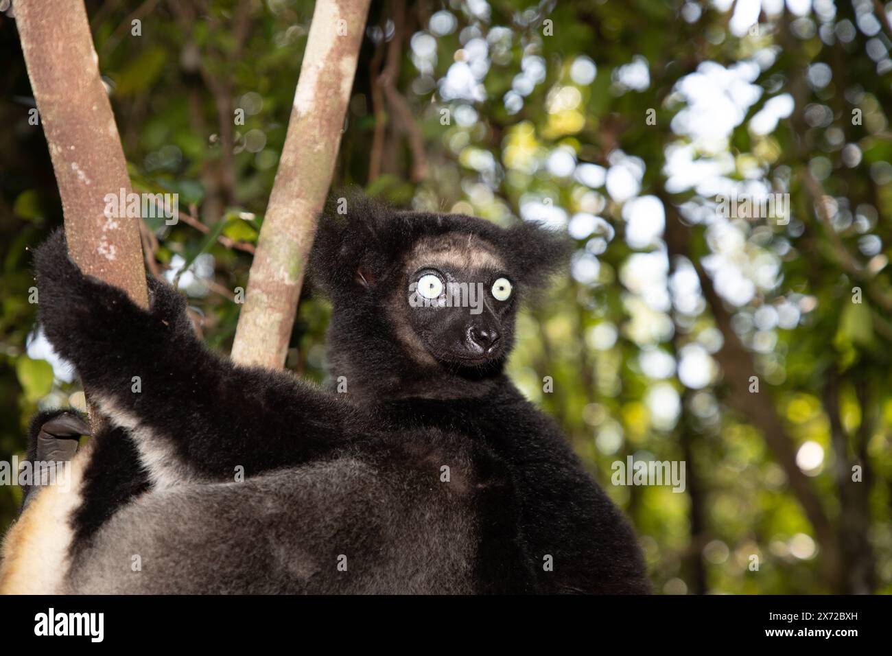 Lemur Indri indri, babakoto black and white largest lemur from ...
