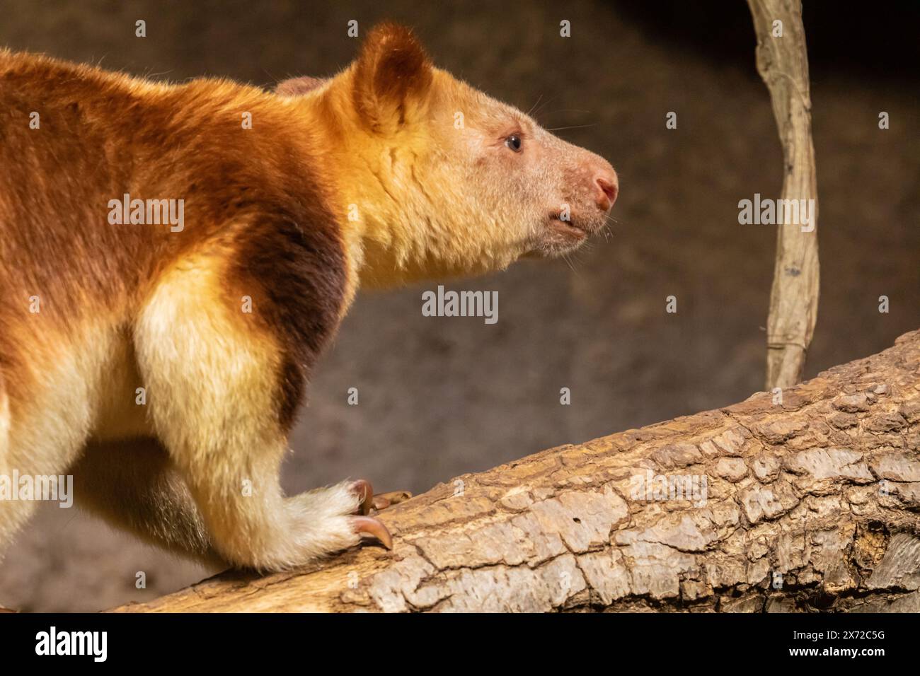 Goodfellow's Tree Kangaroo, dendrolagus goodfellowi buergersi, portrait ...