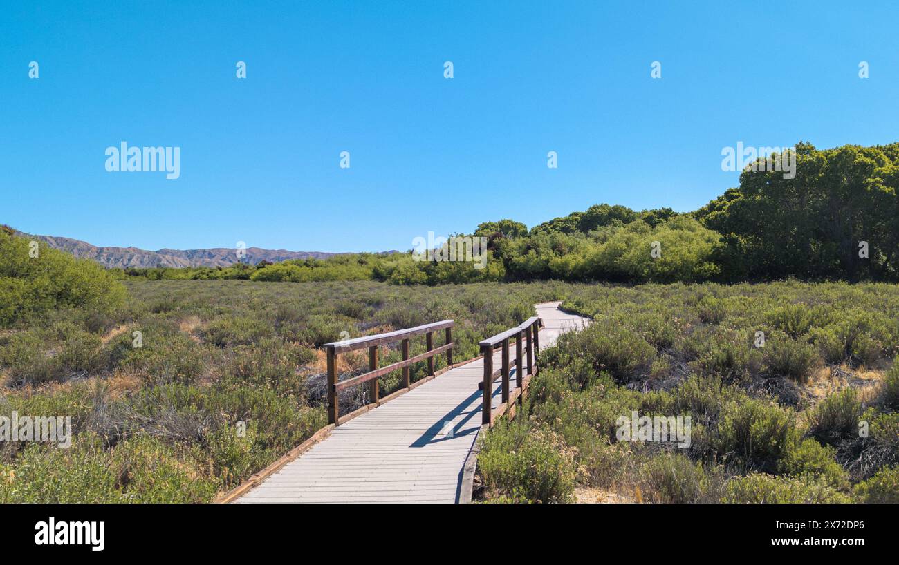 Boardwalk marsh trail path through goldenbush at the Big Morongo Canyon ...