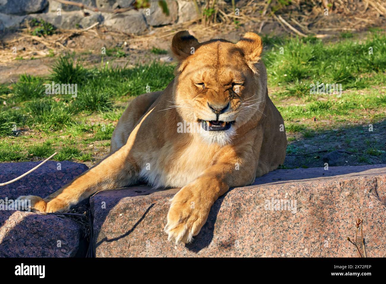 Image of a lioness smiling showing her teeth Stock Photo - Alamy