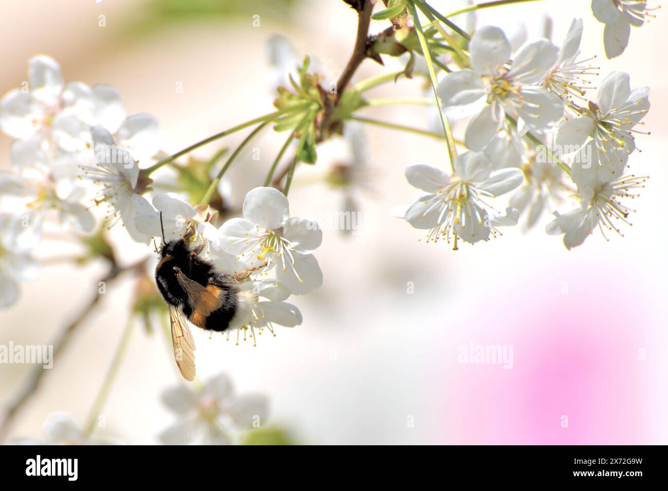 bumblebee on the Cherry tree blooms in the spring Stock Photo - Alamy