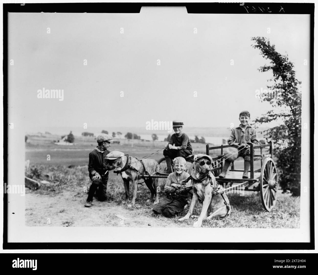 Boys posed with dog carts in field, Title devised by cataloger., "K ...