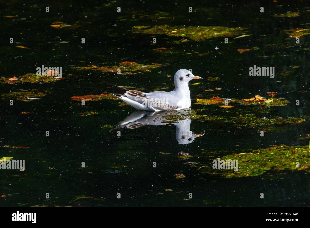 A gull in the moat that surrounds the historic Bishops Palace in the ...