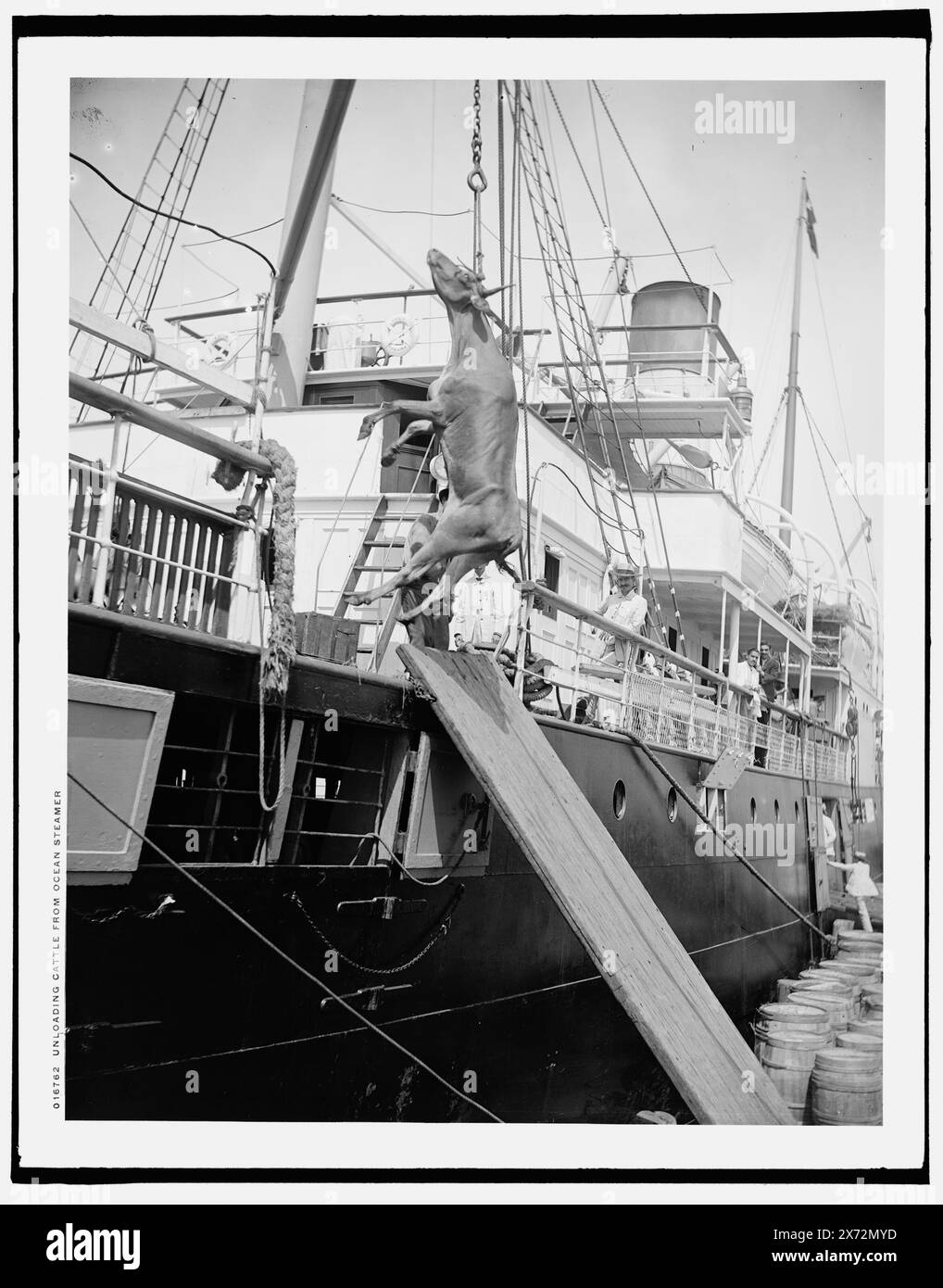 Cattle ships hi-res stock photography and images - Alamy