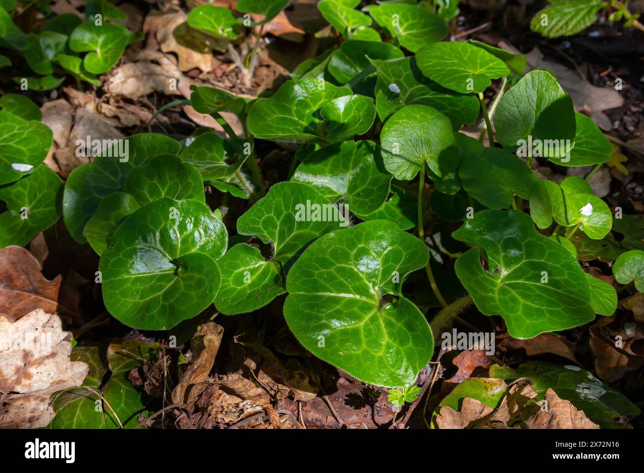 Shiny green foliage from wild ginger plants, Asarum europaeum Stock ...