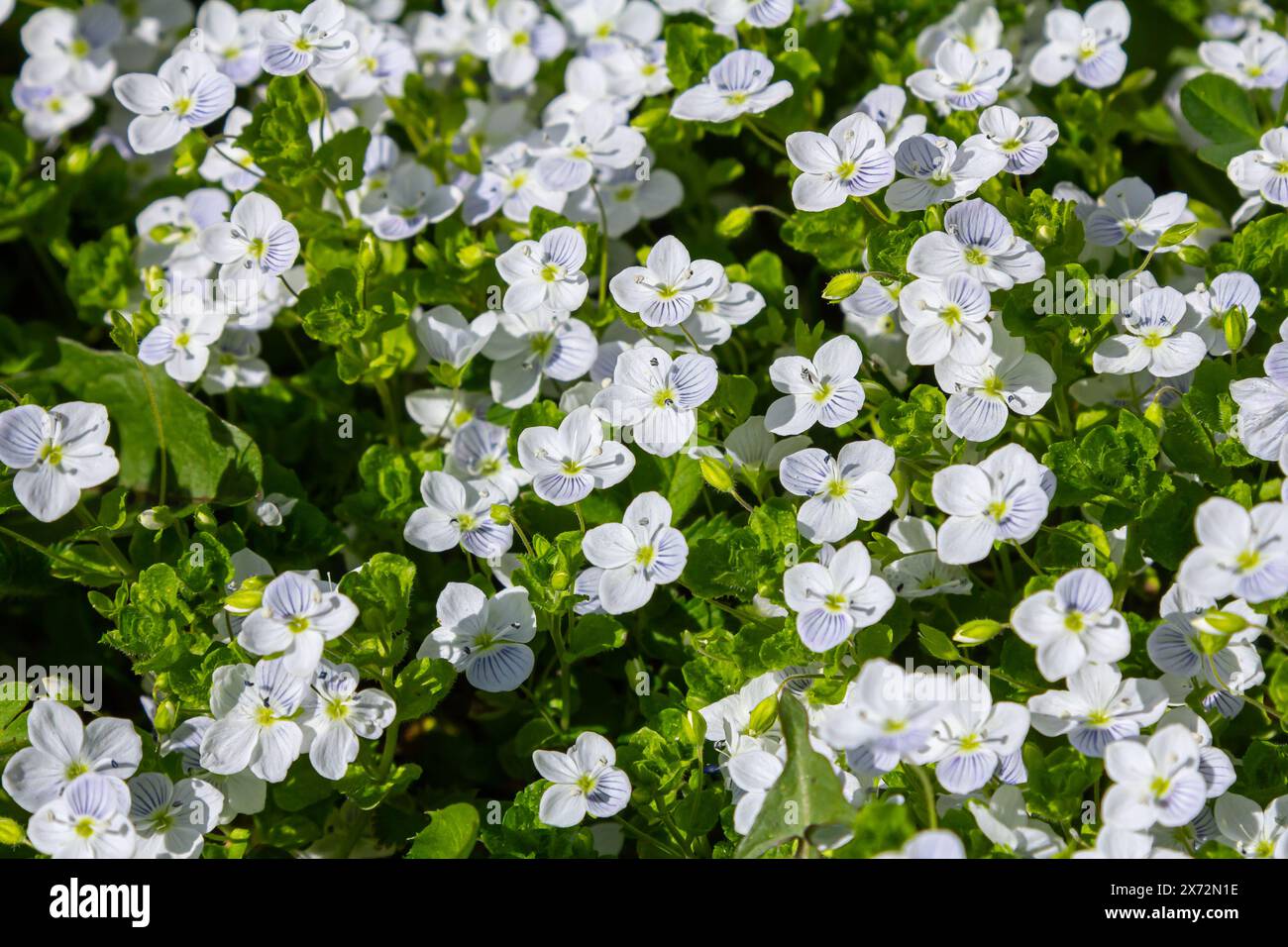 A herbaceous plant with beautiful creeping speedwell flowers in a ...