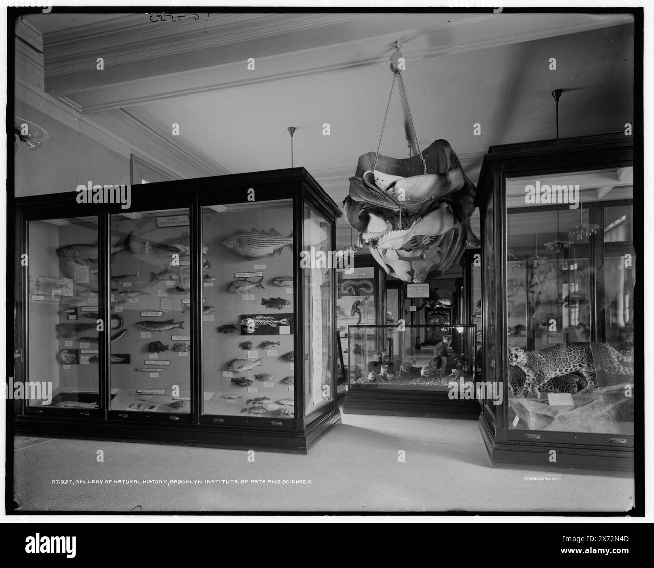 Negative fish skeleton Black and White Stock Photos & Images - Alamy