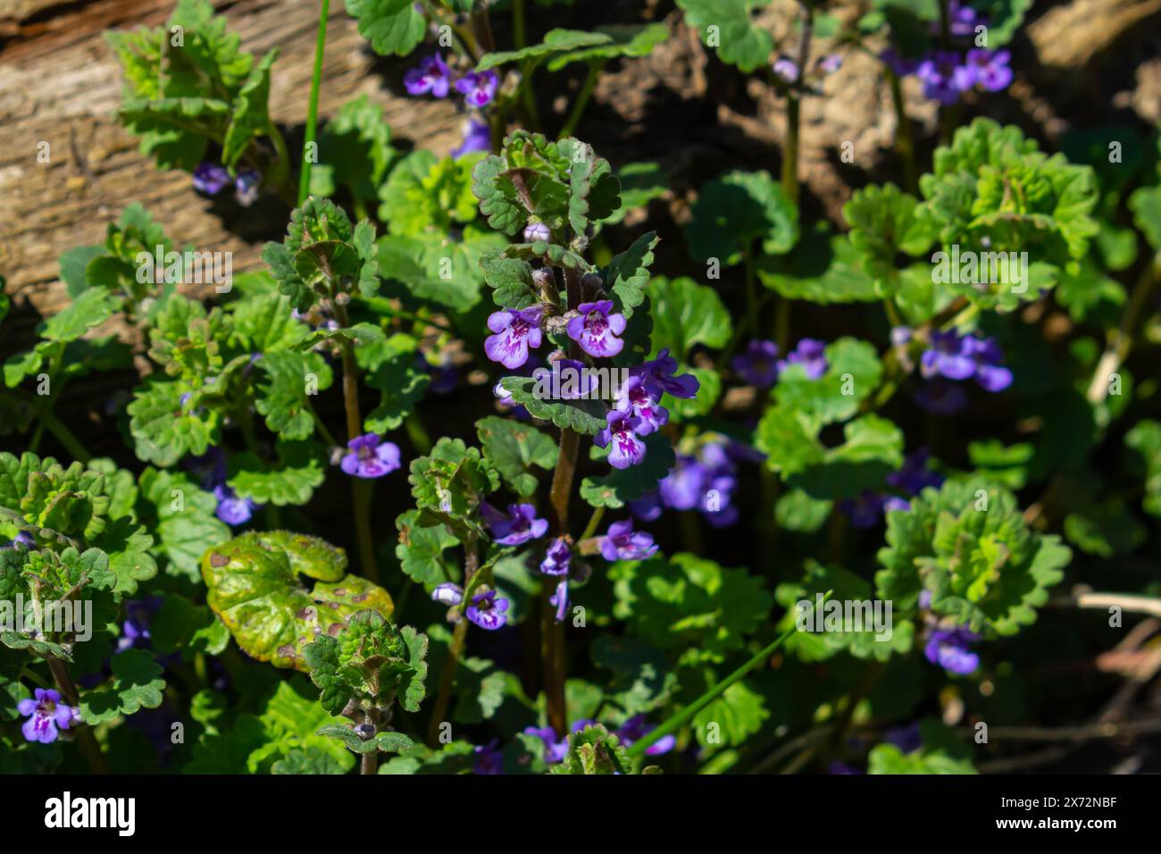 Beautiful Natural Herbal Blue Flowers Glechoma Hederacea Growing On ...