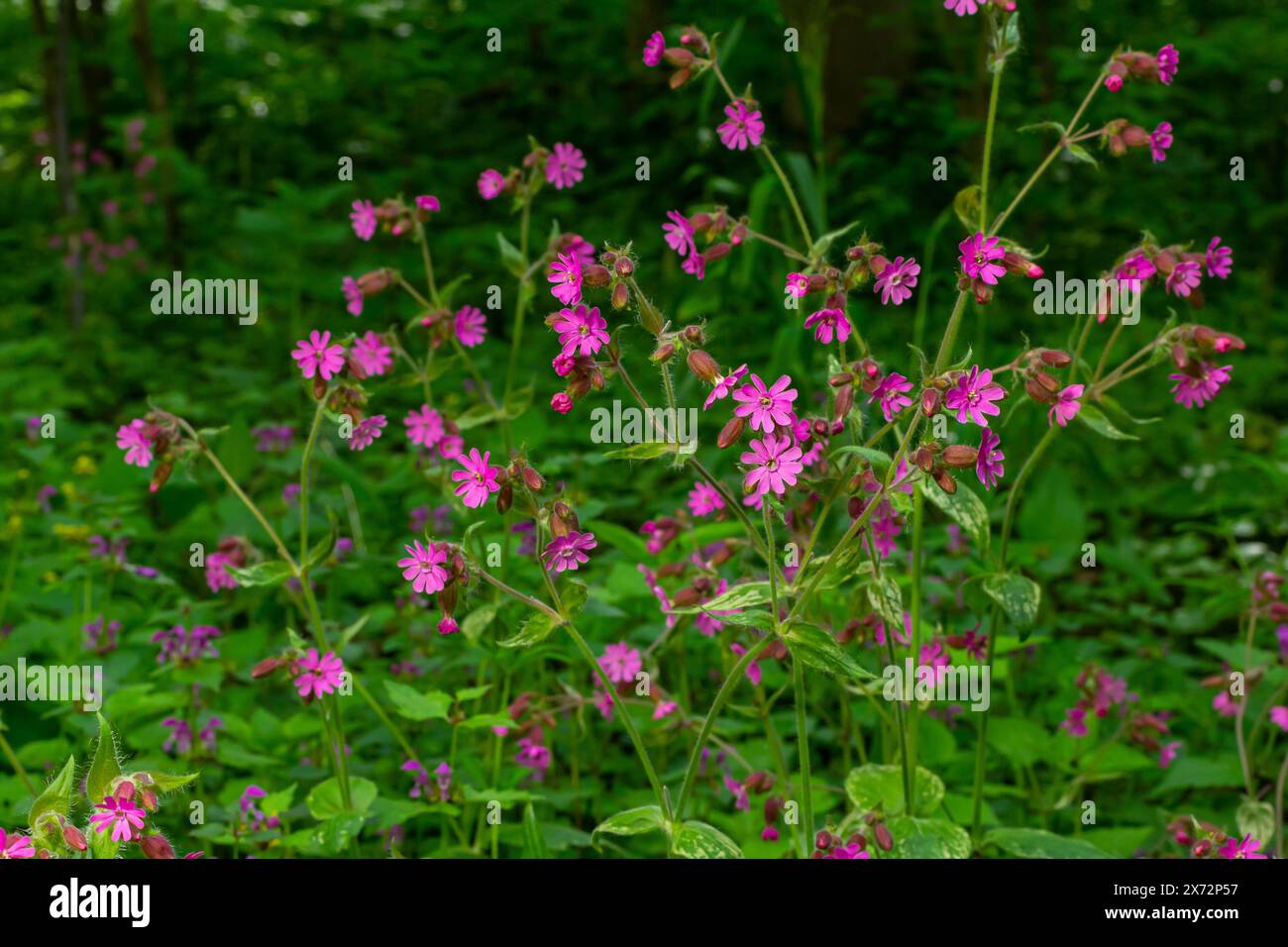 Beautiful red to pink campion. Rote Nichtnelke. Compagnon rouge. Silene ...
