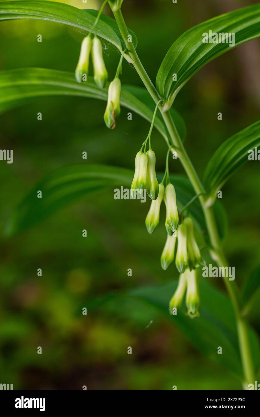 Polygonatum multiflorum flower in meadow, close up Stock Photo - Alamy