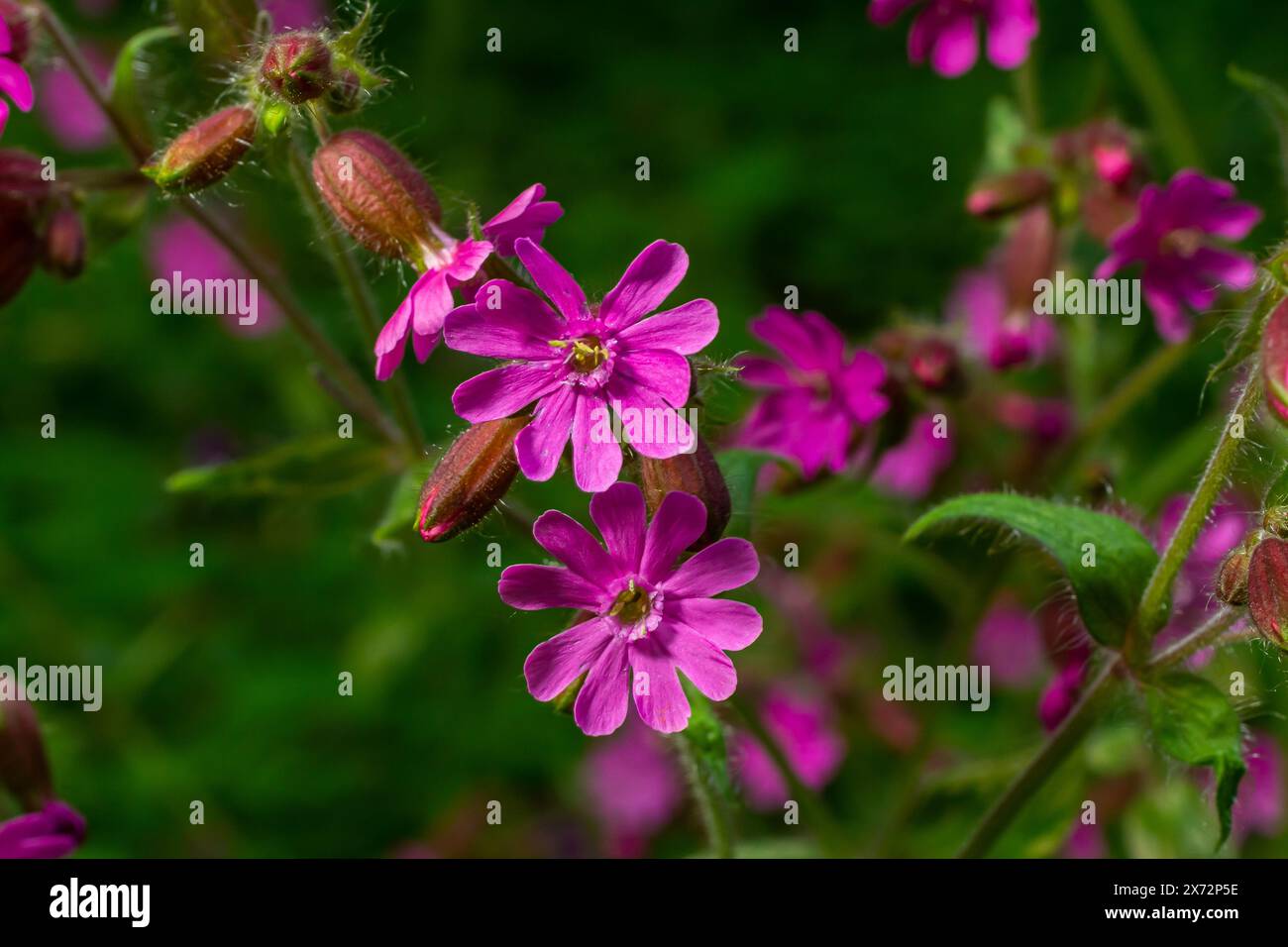 Beautiful red to pink campion. Rote Nichtnelke. Compagnon rouge. Silene ...
