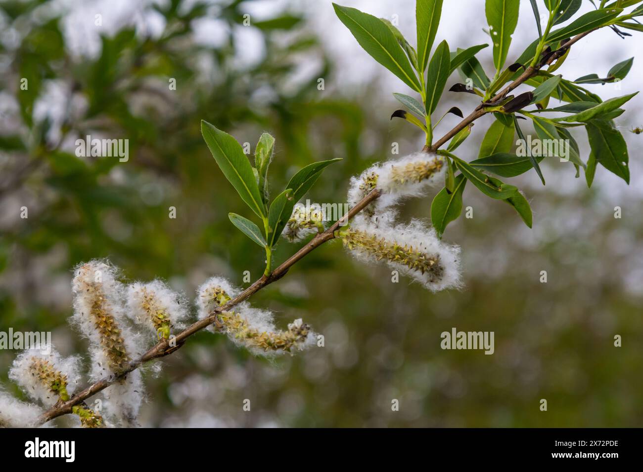 Salix atrocinerea. Close-up of a jack salce branch with the mature ...