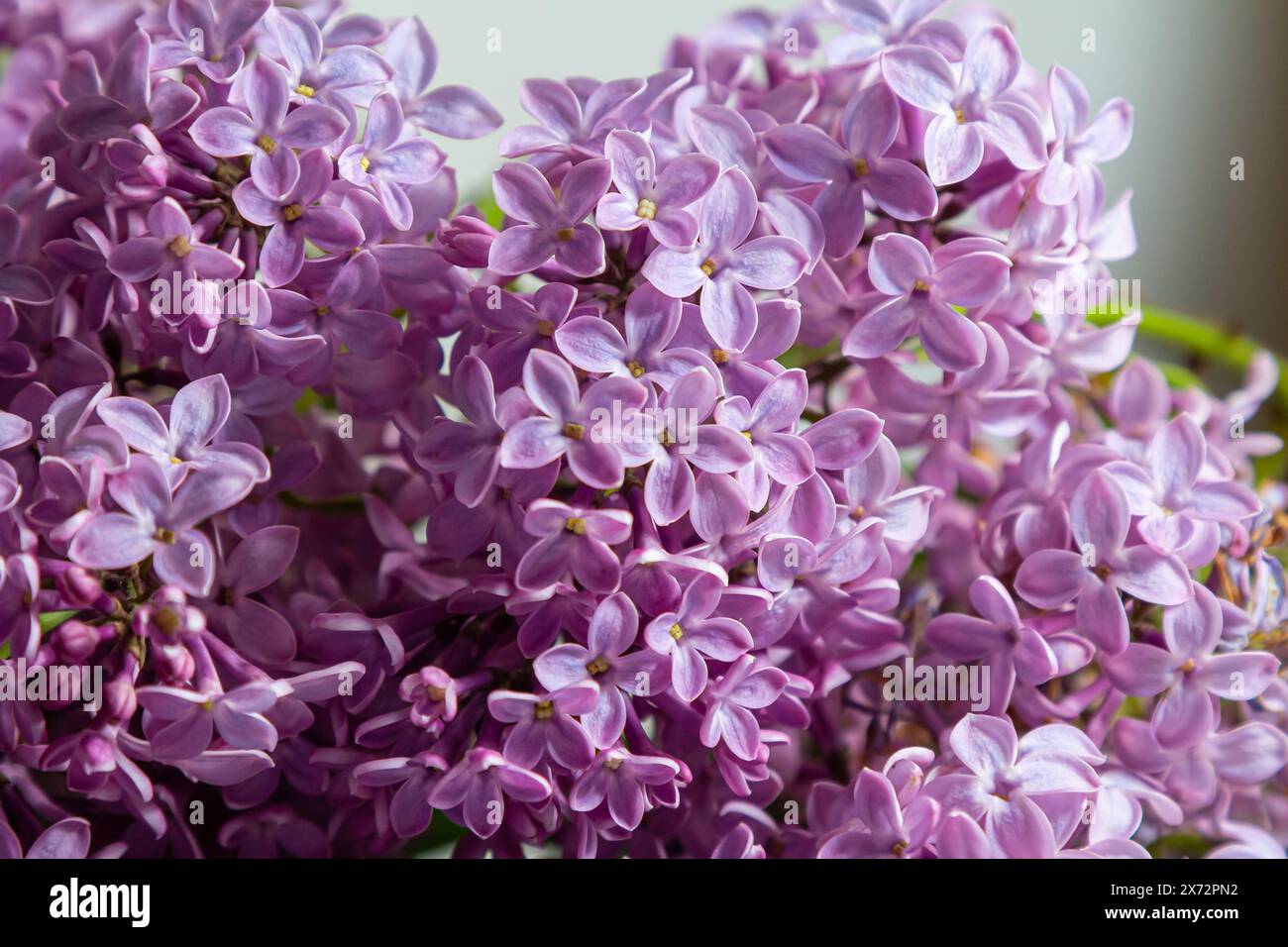 Common Lilac Syringa vulgaris blooming with violet-purple double ...