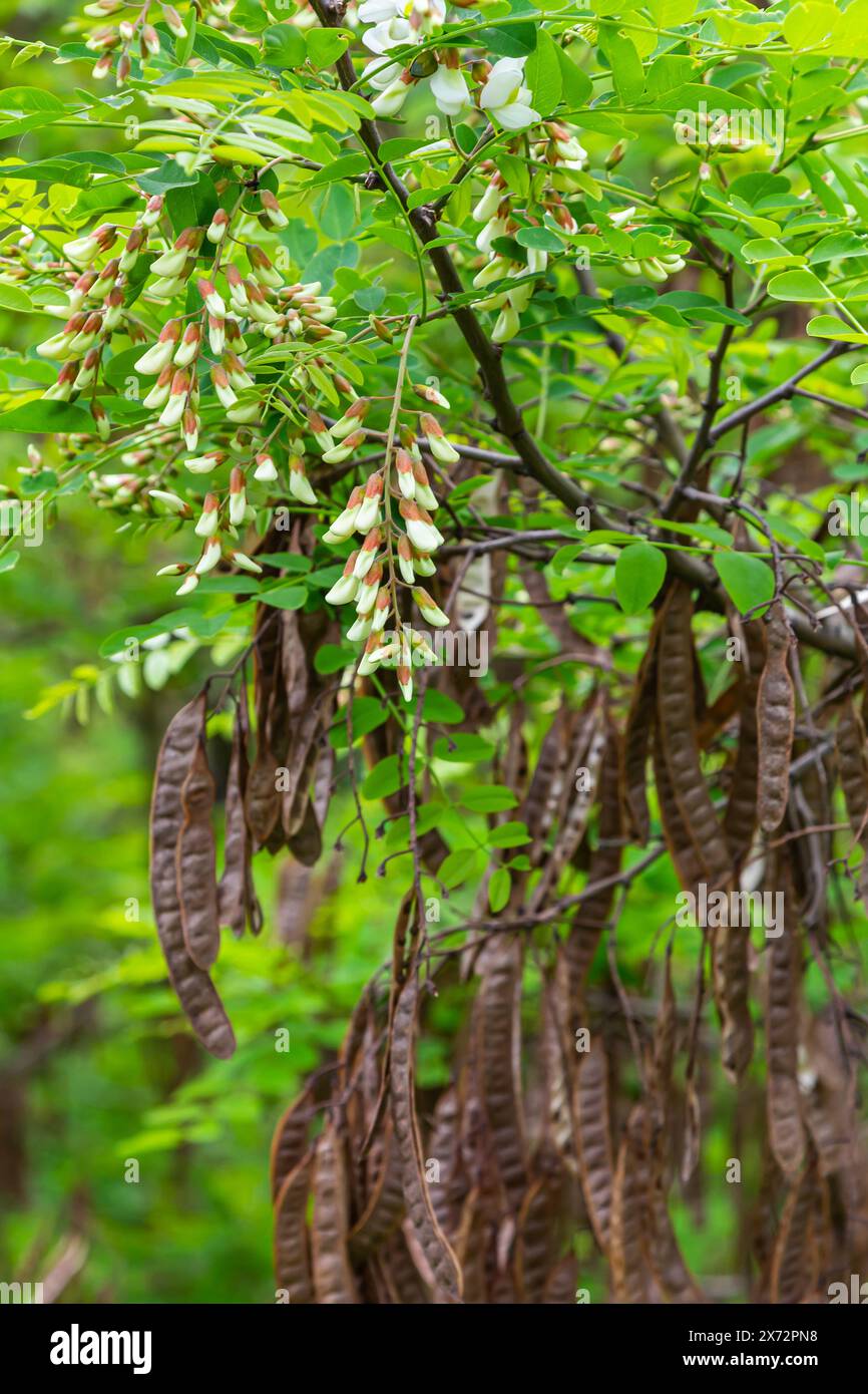 The enchanting blooms of Robinia Pseudoacacia flower. Black locust aka ...