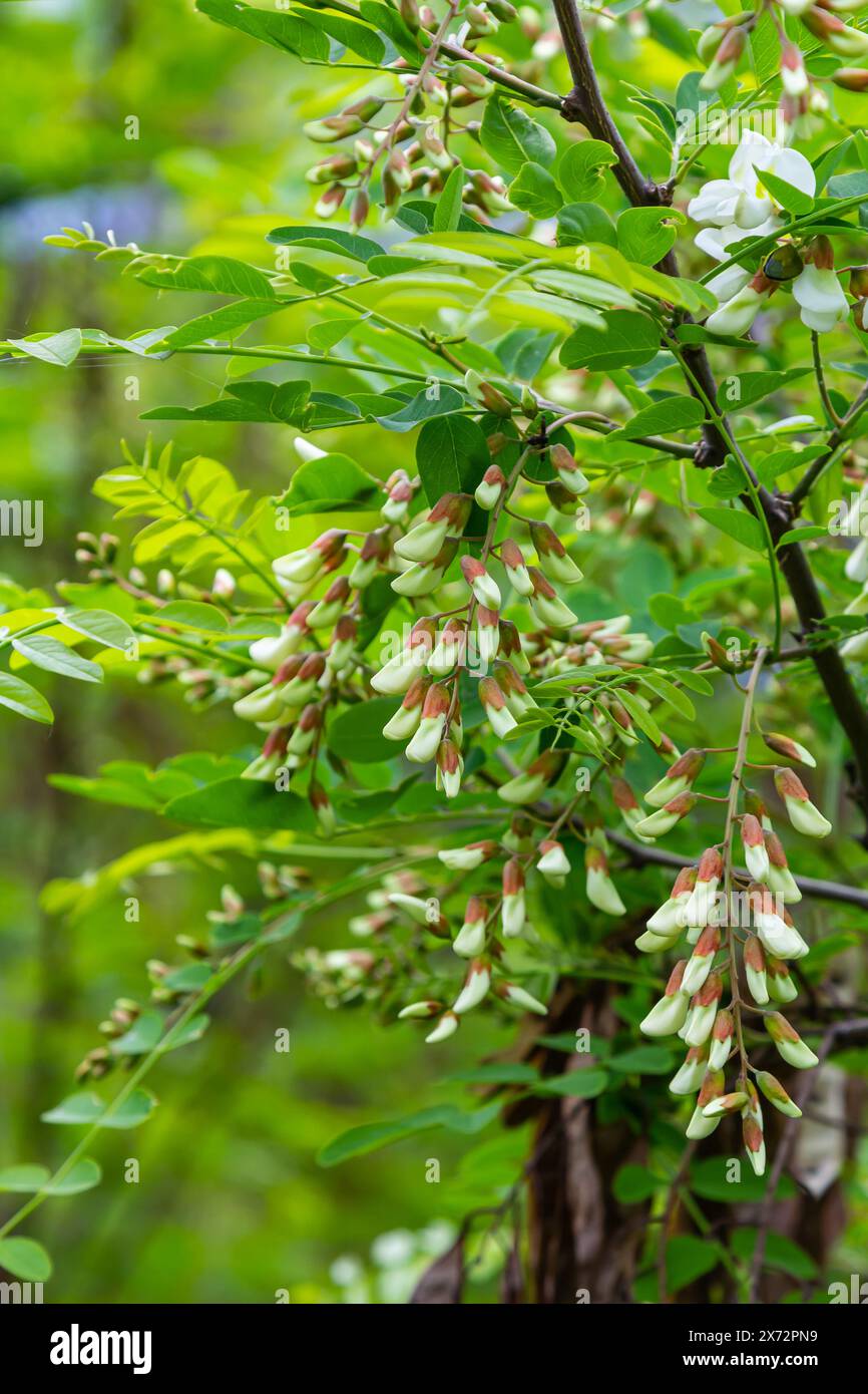 The enchanting blooms of Robinia Pseudoacacia flower. Black locust aka ...