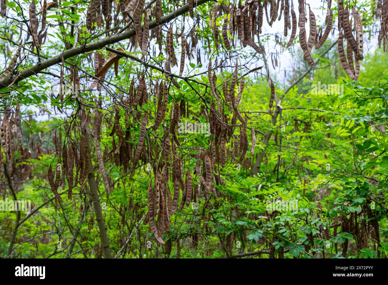 Robinia pseudoacacia, commonly known as black locust with seeds Stock ...
