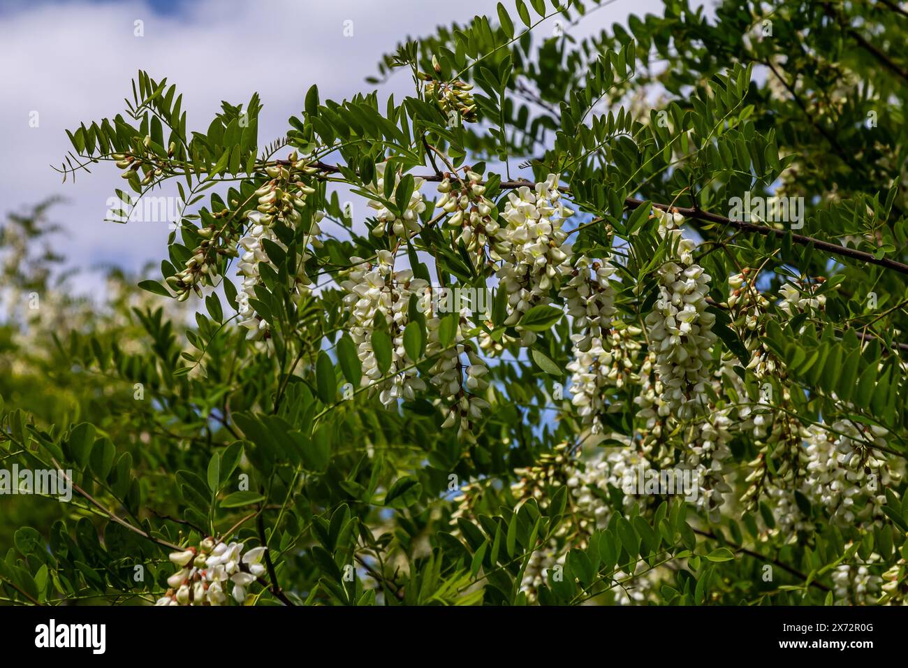 Honey bee collects nectar from white flowers tree acacia. Blooming ...