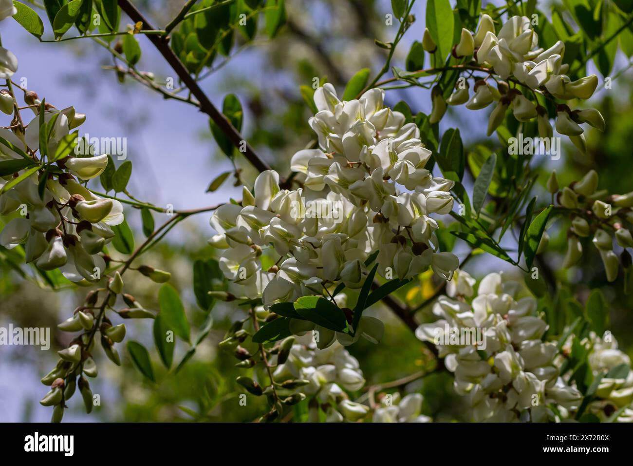 Honey bee collects nectar from white flowers tree acacia. Blooming ...