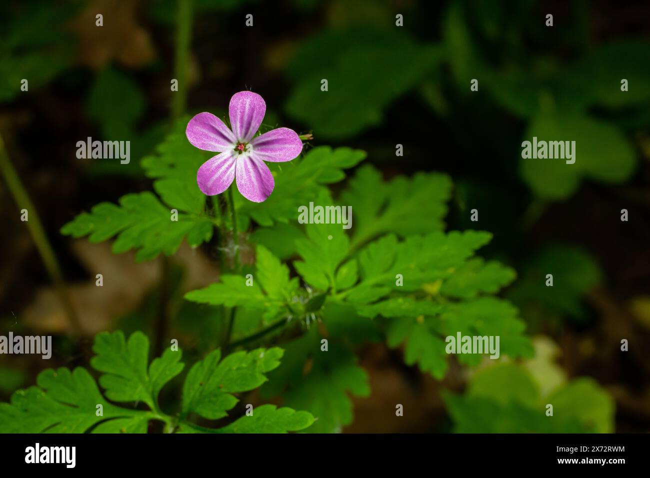 Background with purple wildflower, Little-Robin, Geranium purpureum ...