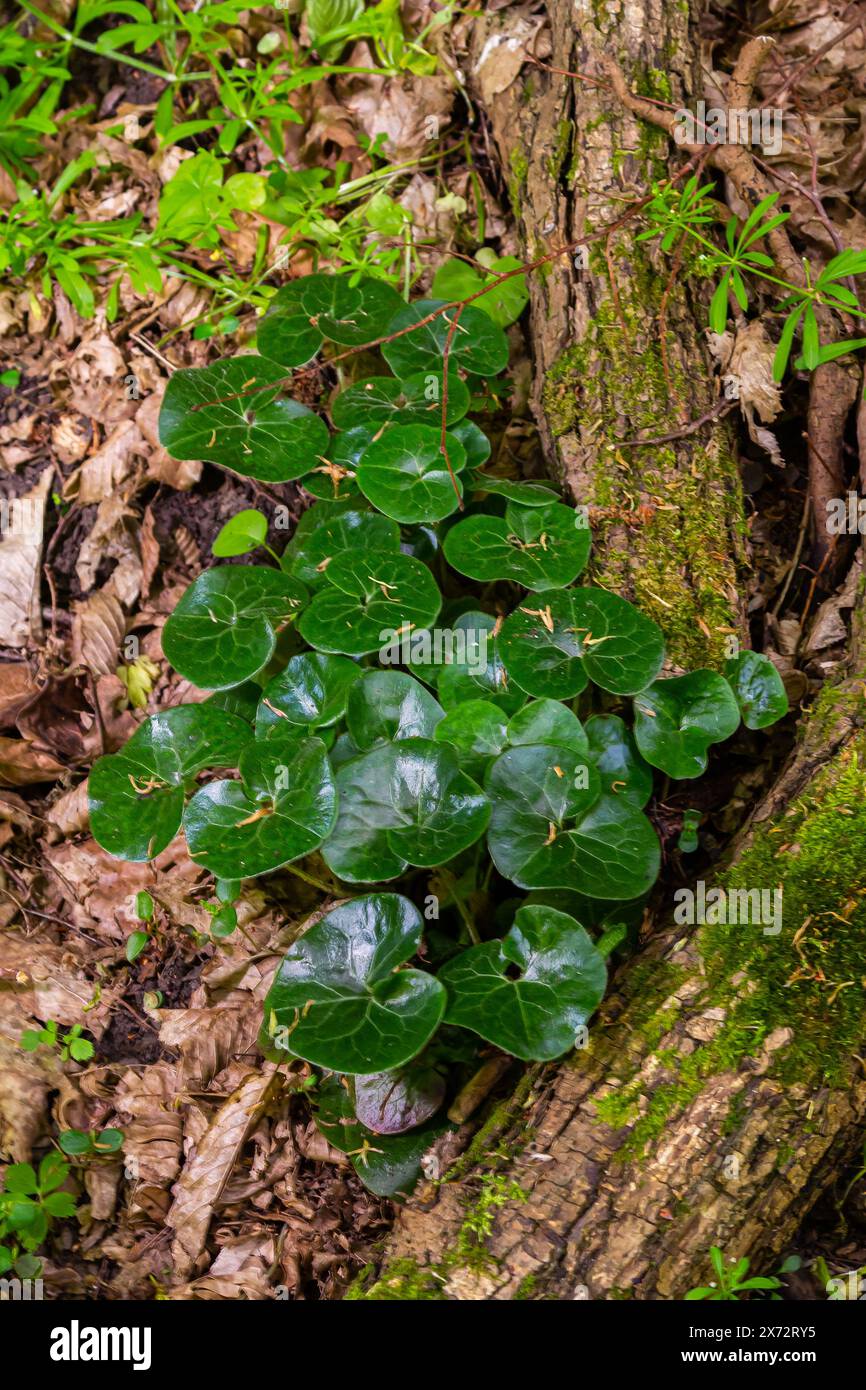 Shiny green foliage from wild ginger plants, Asarum europaeum Stock ...