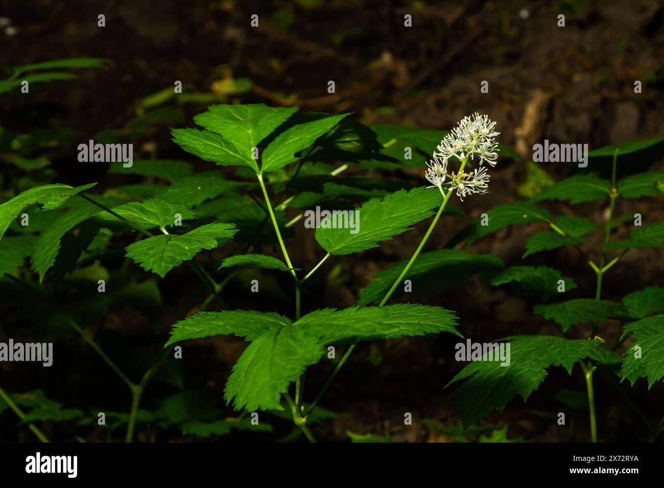 Flower of a Eurasian baneberry or herb Christopher Actaea spicata a ...