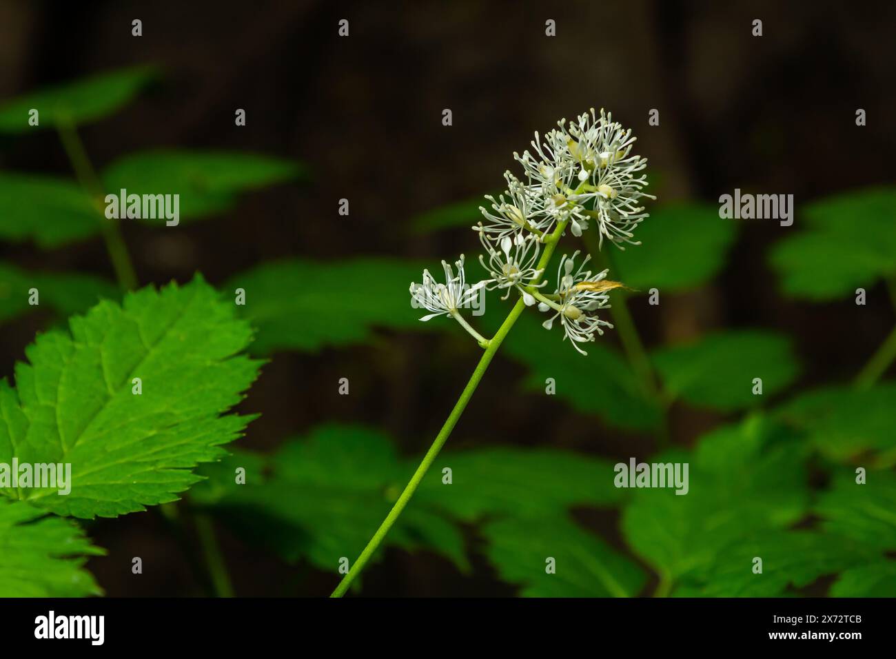 Eurasian baneberry with flower, Actaea spicata Stock Photo - Alamy