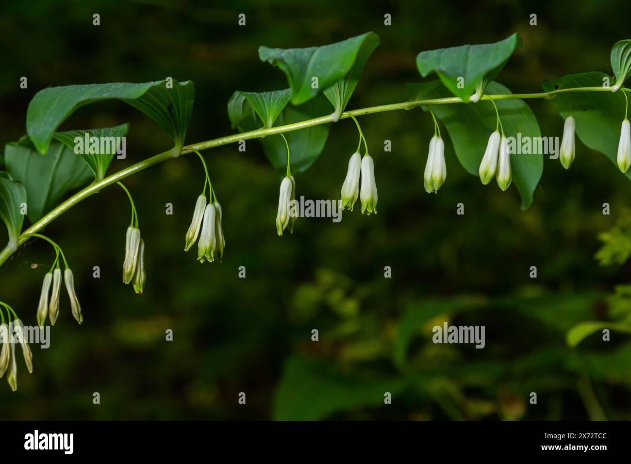 Polygonatum multiflorum flower in meadow, close up Stock Photo - Alamy