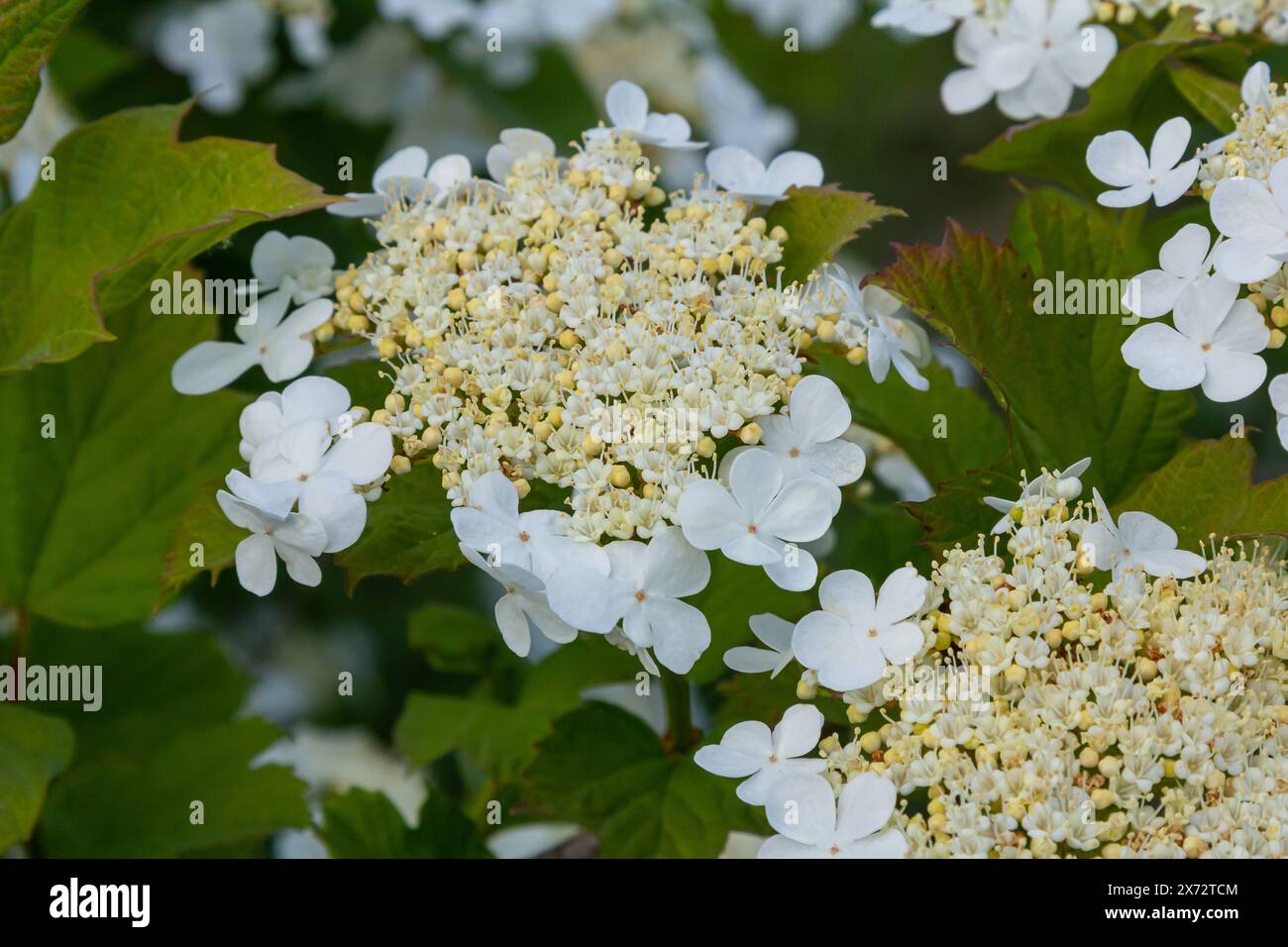 Viburnum flower in bloom. Beautiful macro shot of white flower clusters ...
