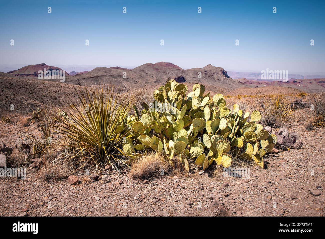 Scenic desert landscape and flora in the Big Bend National Park, Texas ...