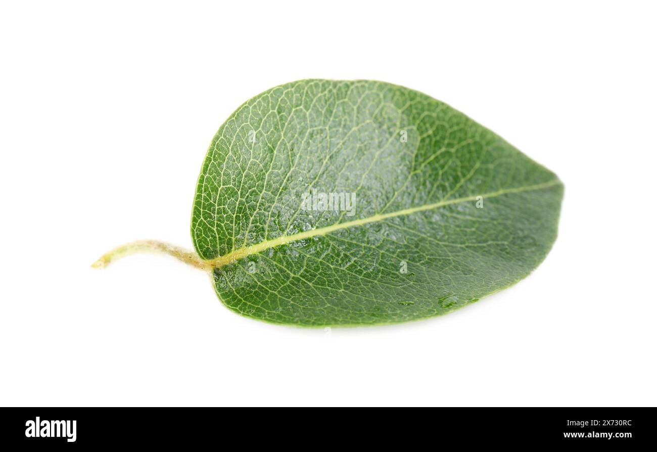 One green pear leaf on white background Stock Photo - Alamy