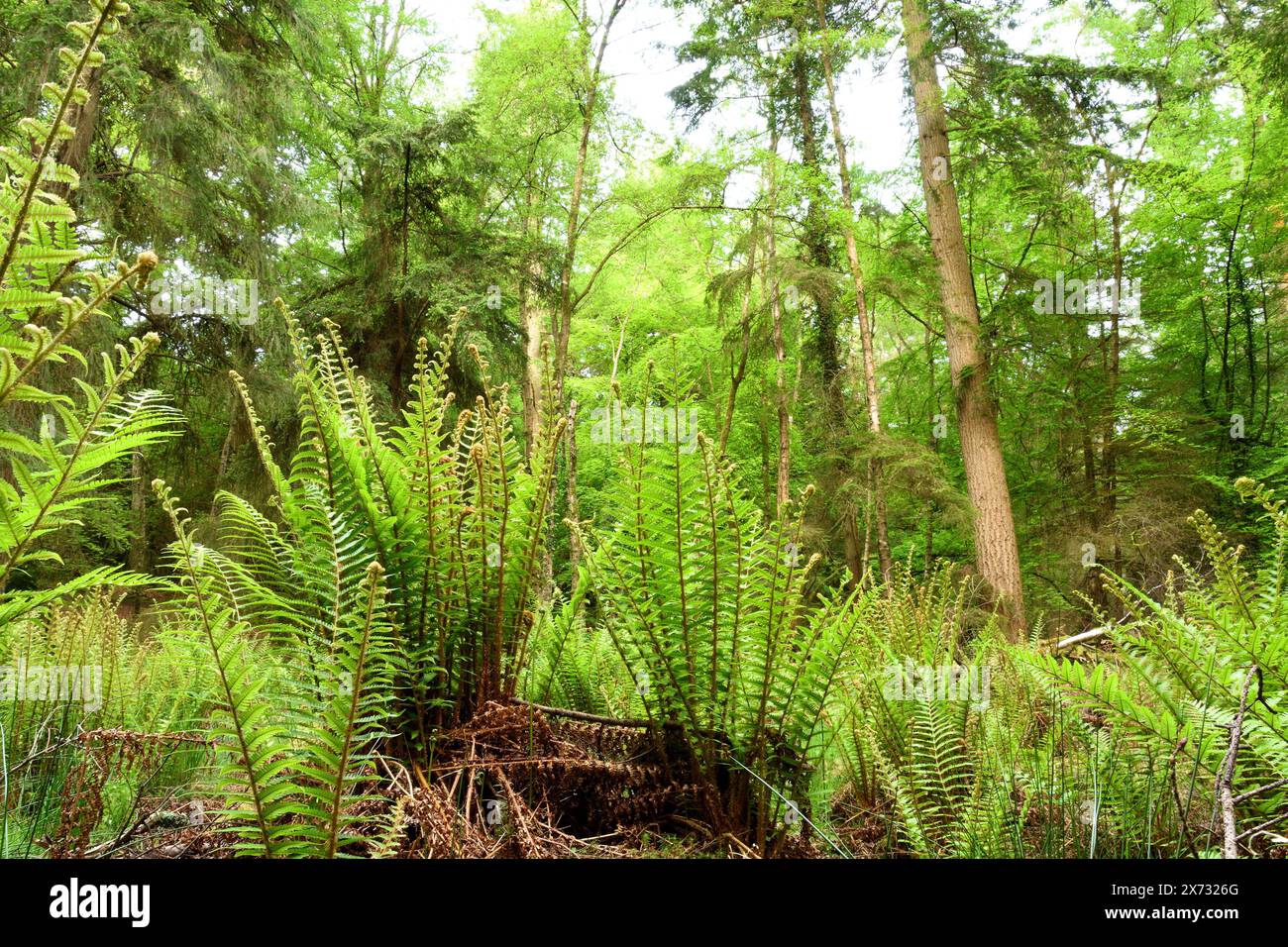 Wood ferns on new hi-res stock photography and images - Alamy