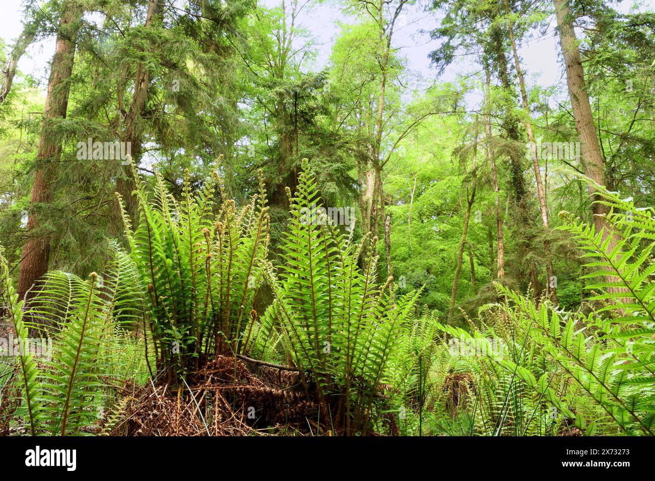 Wood ferns on new hi-res stock photography and images - Alamy