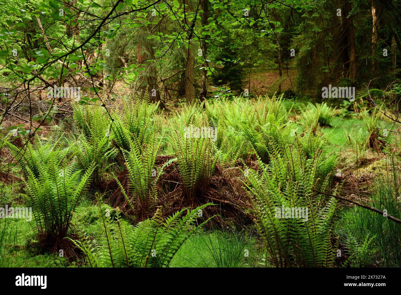 Wood ferns on new hi-res stock photography and images - Alamy