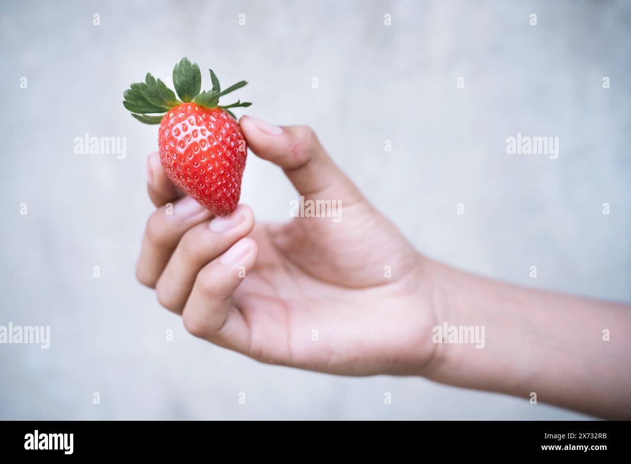 Fresh strawberry in hand on grey wall background. bg Stock Photo - Alamy