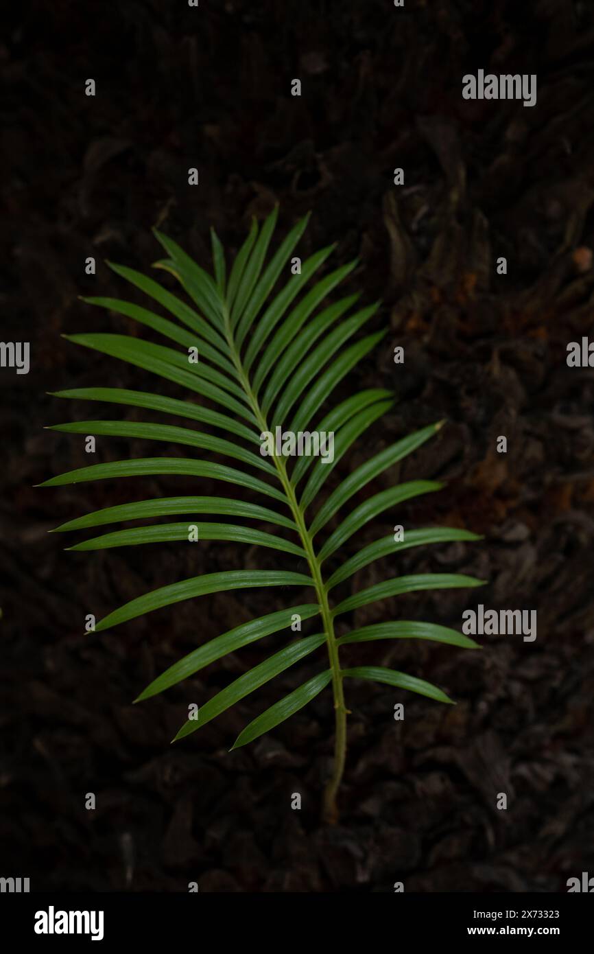 Sago palm leaf growing on the old trunk Stock Photo - Alamy