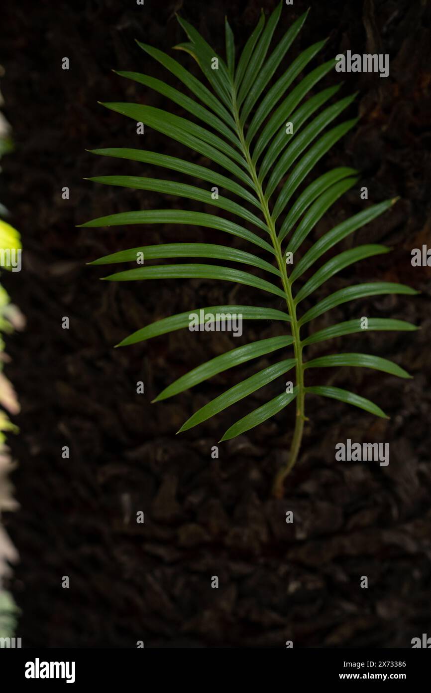 Sago palm leaf growing on the old trunk Stock Photo - Alamy