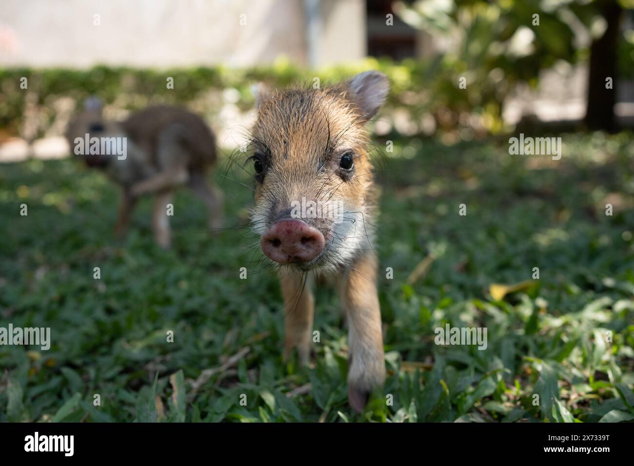 A couple of baby warthog or piglet. One of the piglet looking at camera ...