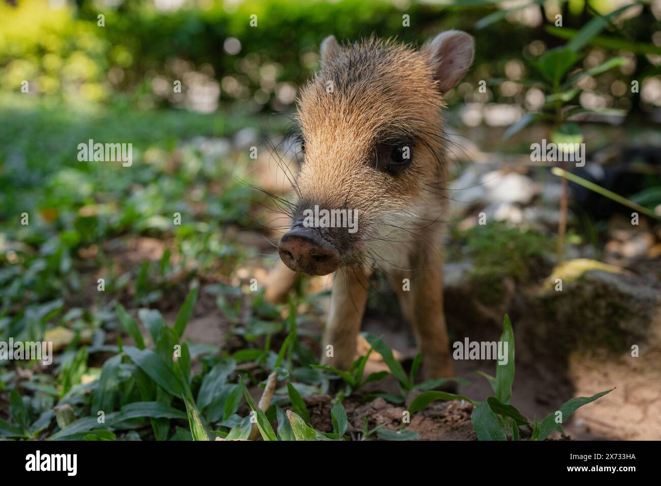 Alone piglet or baby warthog with white and brown hair Stock Photo - Alamy