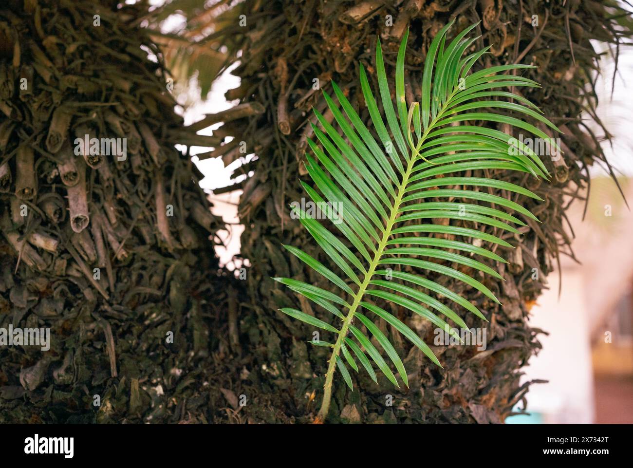Sago palm trunk hi-res stock photography and images - Alamy