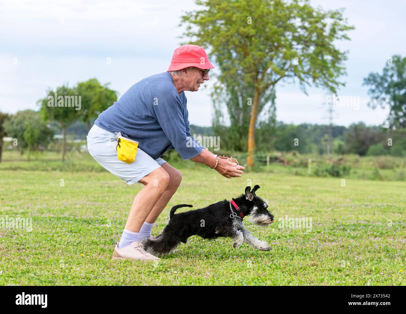 miniature schnauzer training for obedience discipline in a club Stock ...